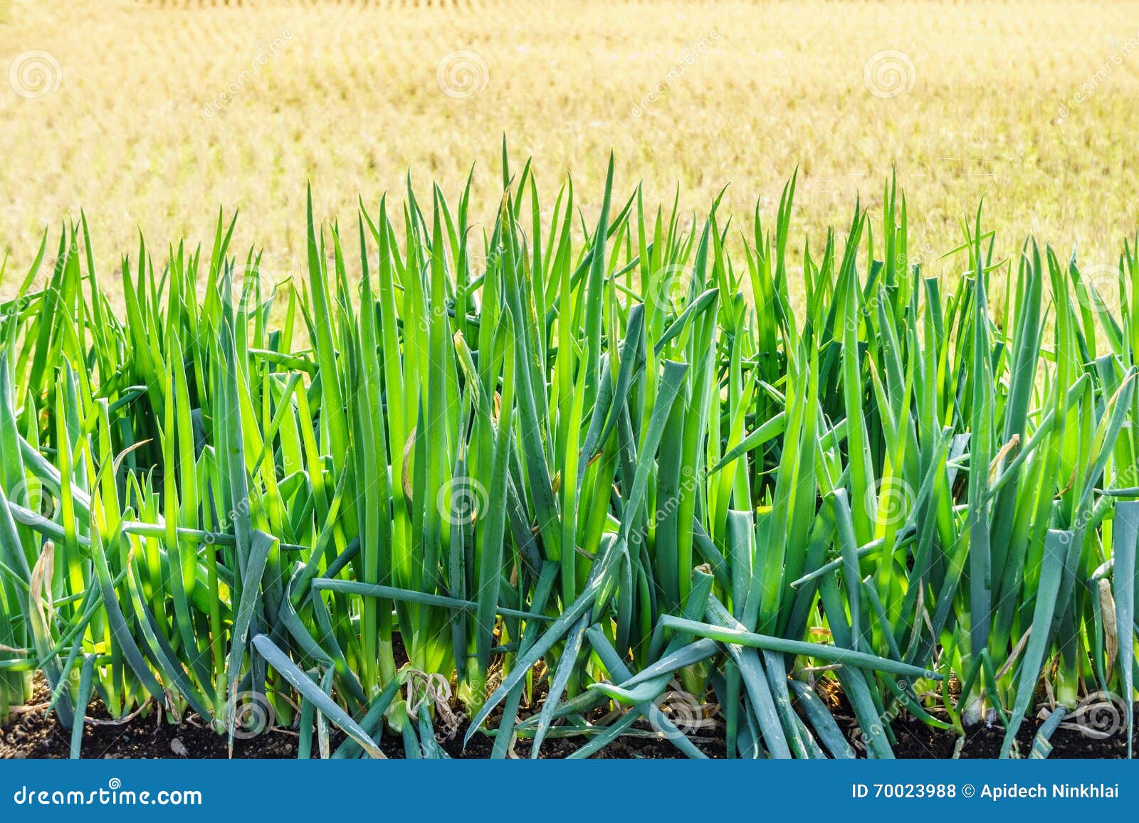 Vegetable Garden of Scallion Stock Photo - Image of crop, cultivar ...