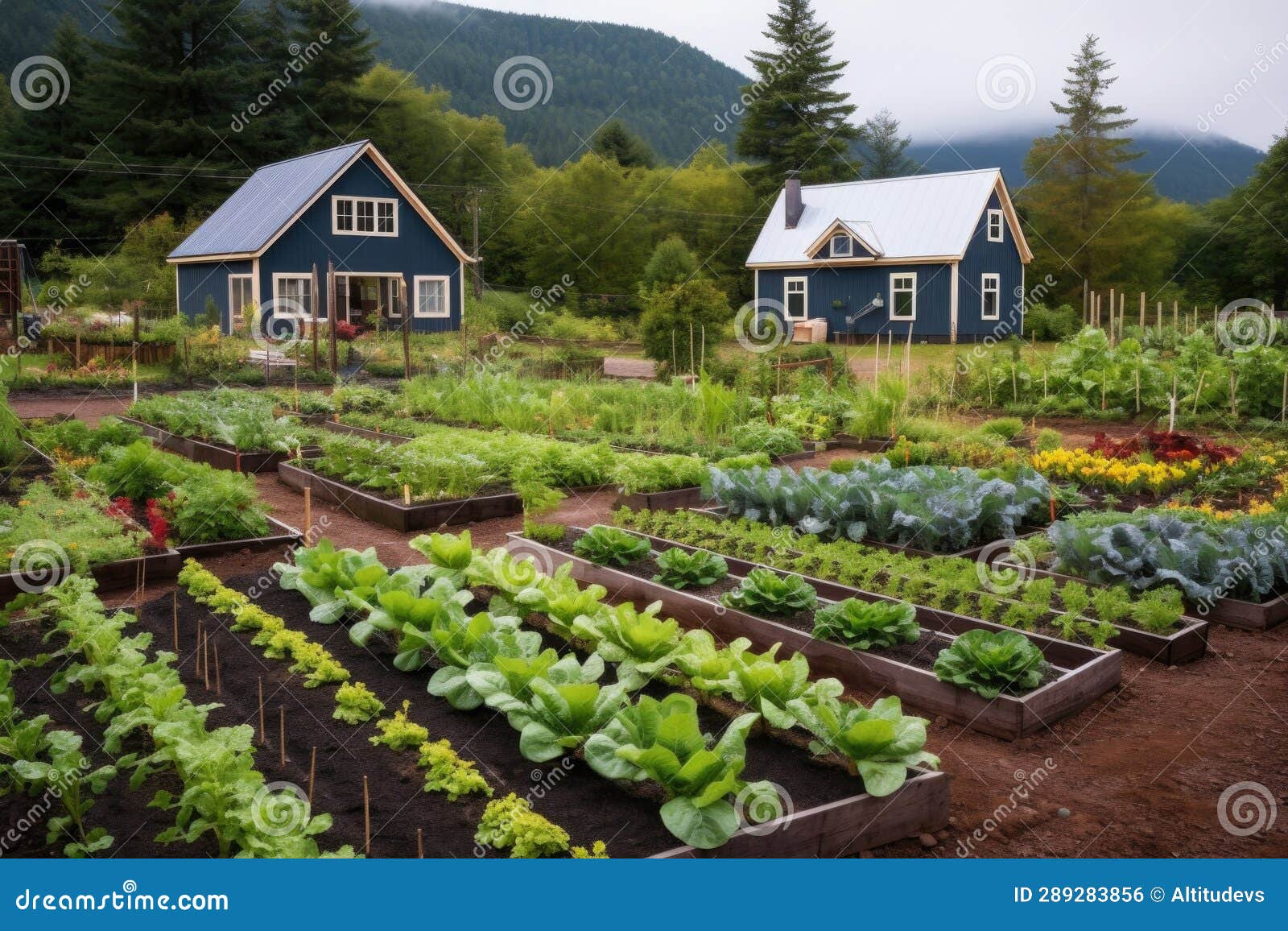 Vegetable Garden in a Self-sufficient Homestead Stock Photo - Image of ...