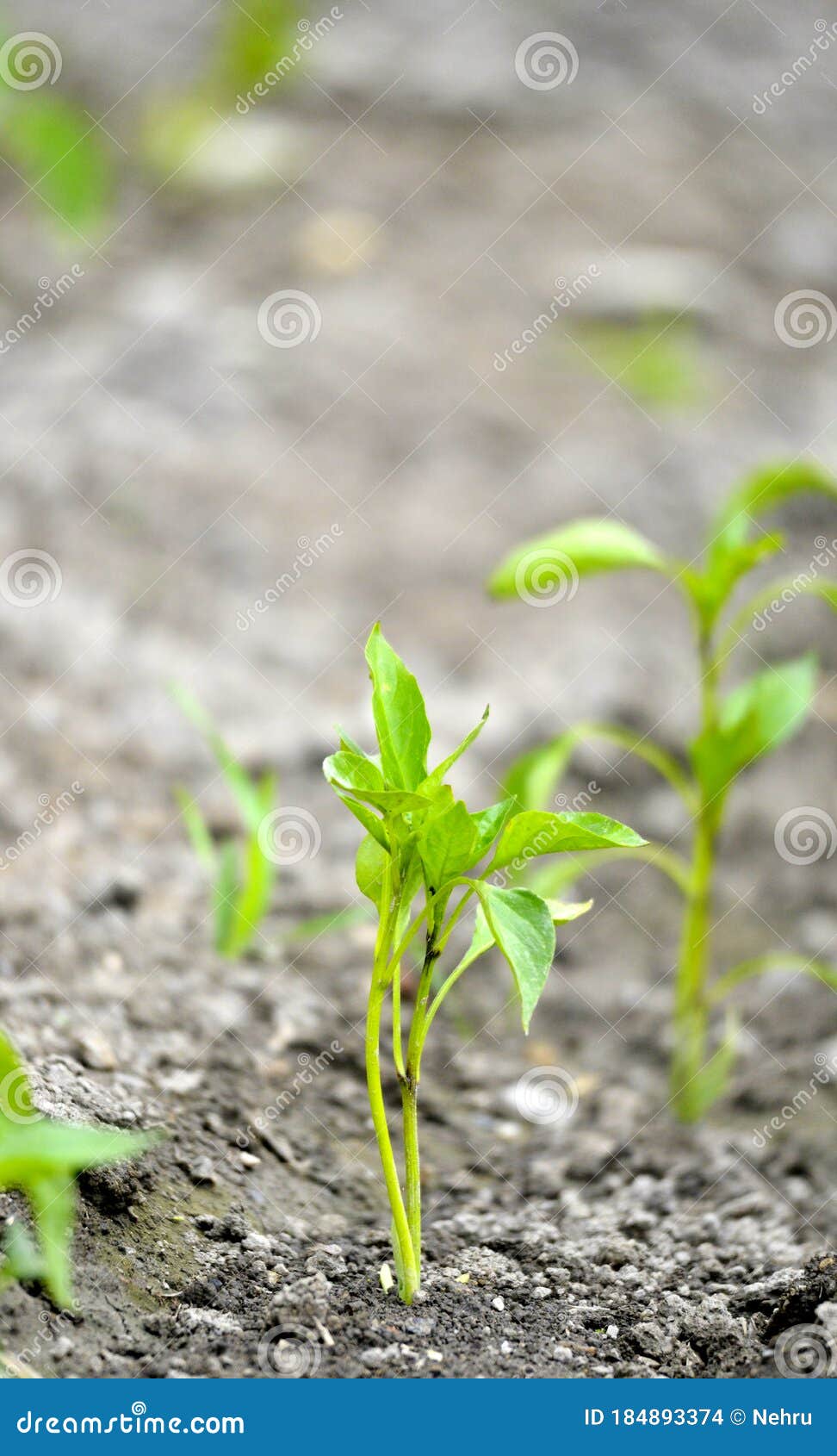 Vegetable Garden in Spring Image Stock Photo - Image of chicory ...