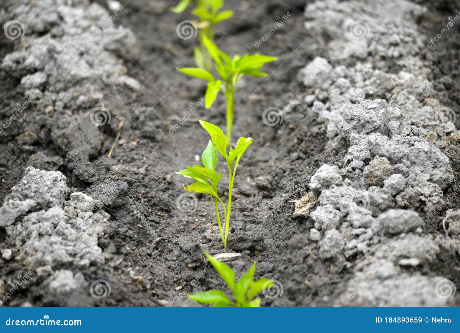 Vegetable Garden in Spring Image Stock Image - Image of culture ...