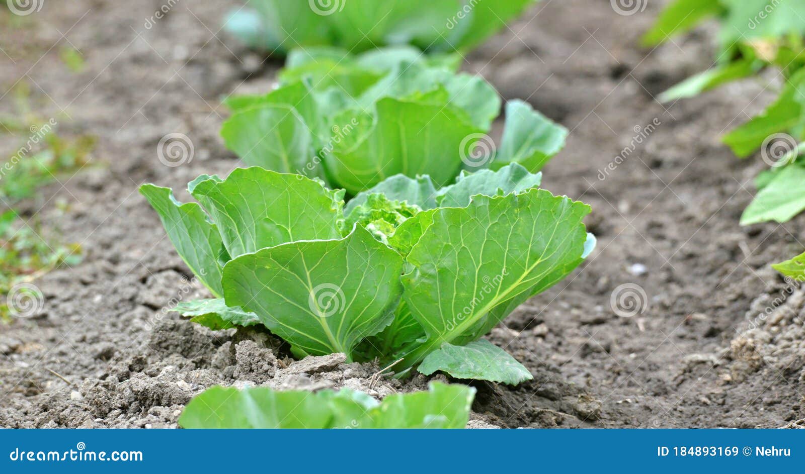 Vegetable Garden in Spring Image Stock Image - Image of vegetable ...