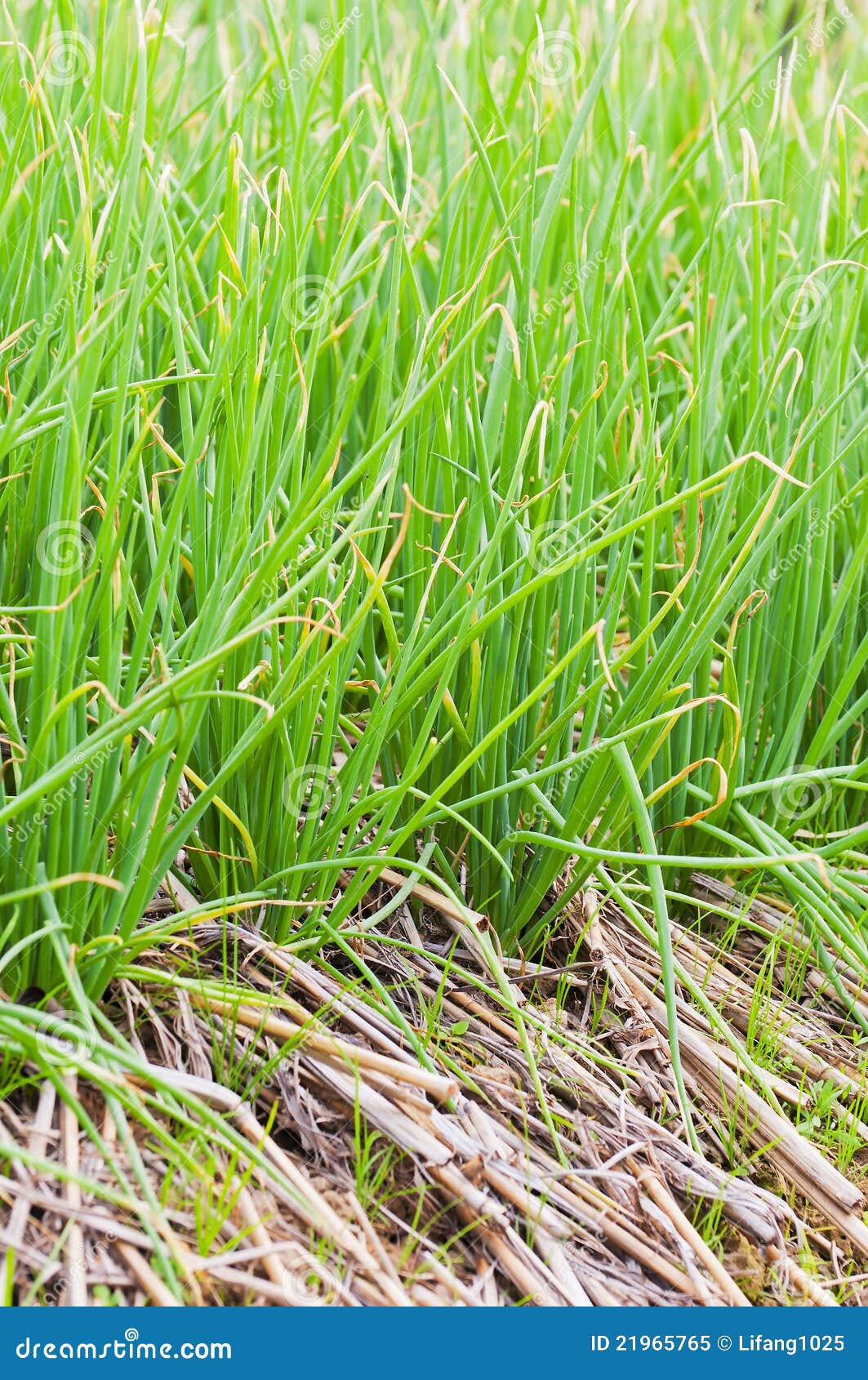 Vegetable Garden--spring Onions Stock Image - Image of growing, food ...