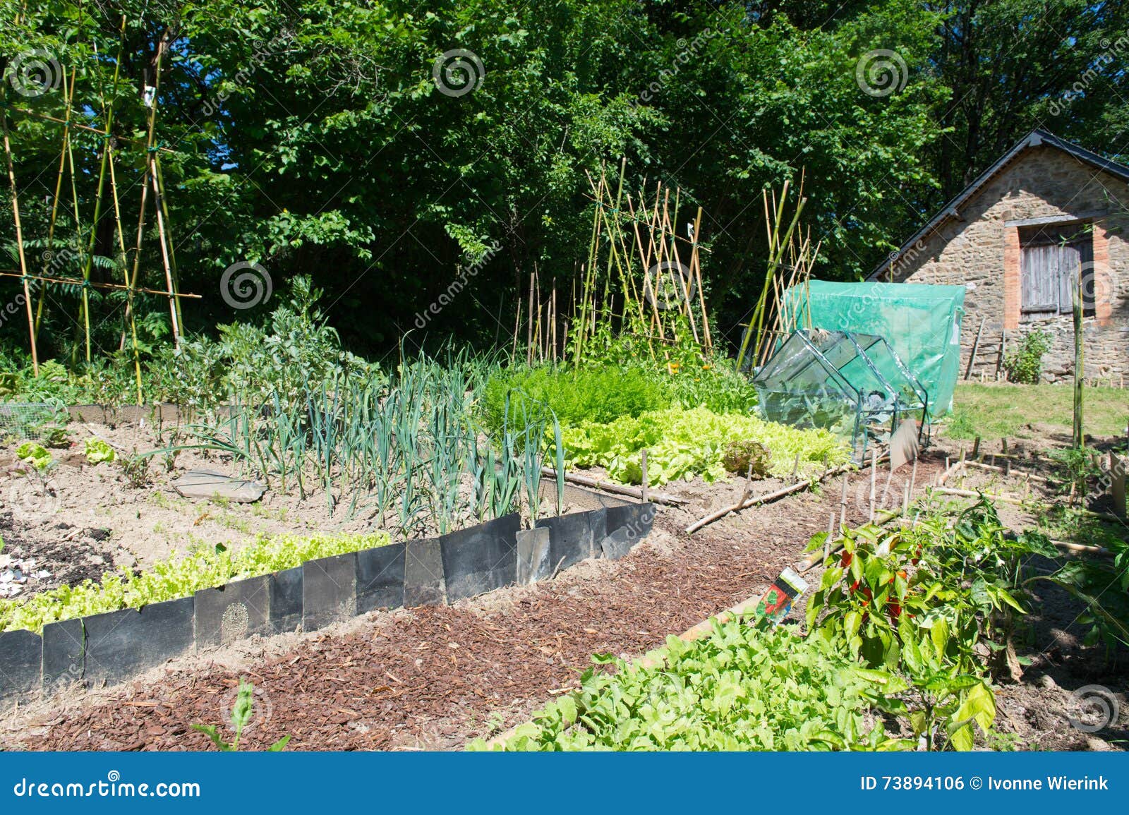Vegetable Garden in Sunshine Stock Photo - Image of food, vegetable ...
