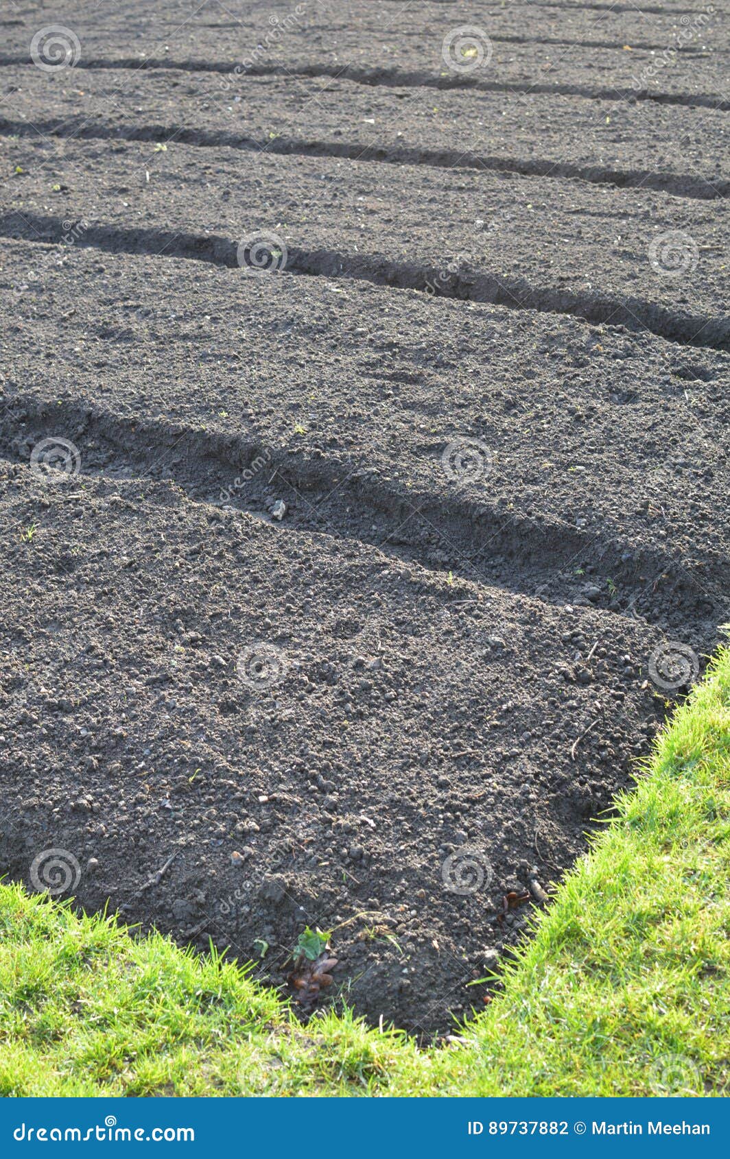 Vegetable Garden Trench Furrows. Stock Photo - Image of shallow ...
