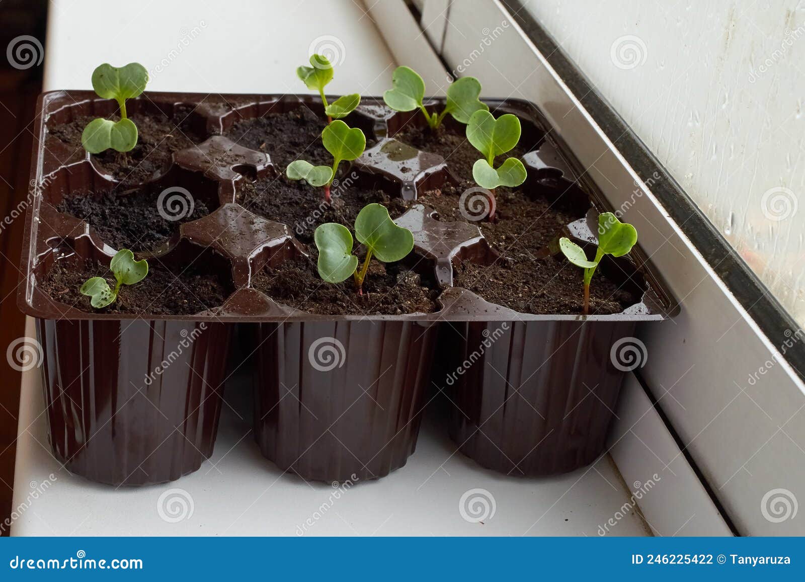 Vegetable Garden on the Windowsill. Radish Seedlings Germinate in a ...