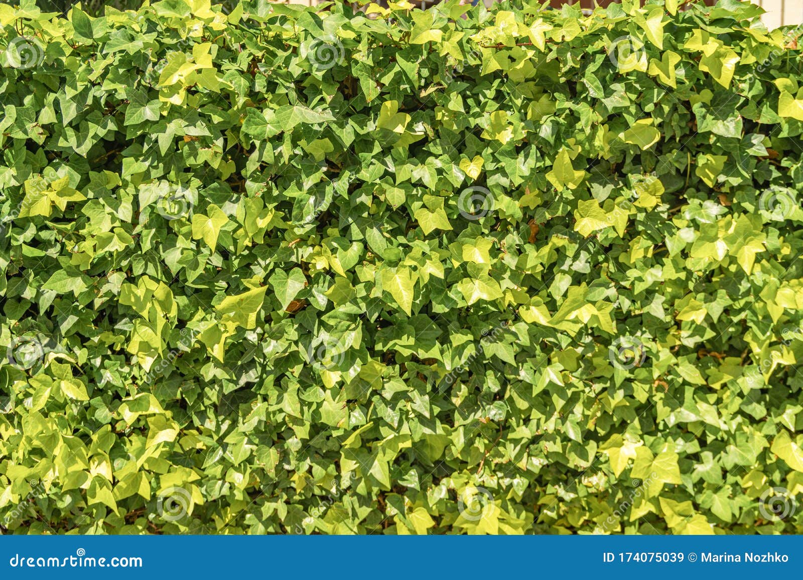 Vegetable Green Background, Hedge, Ivy Leaves Texture Stock Image ...