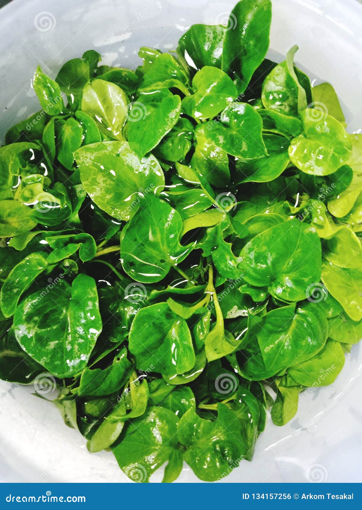 Vegetable stock photo. Image of tree, hurb, leaf, vegetable - 134157256