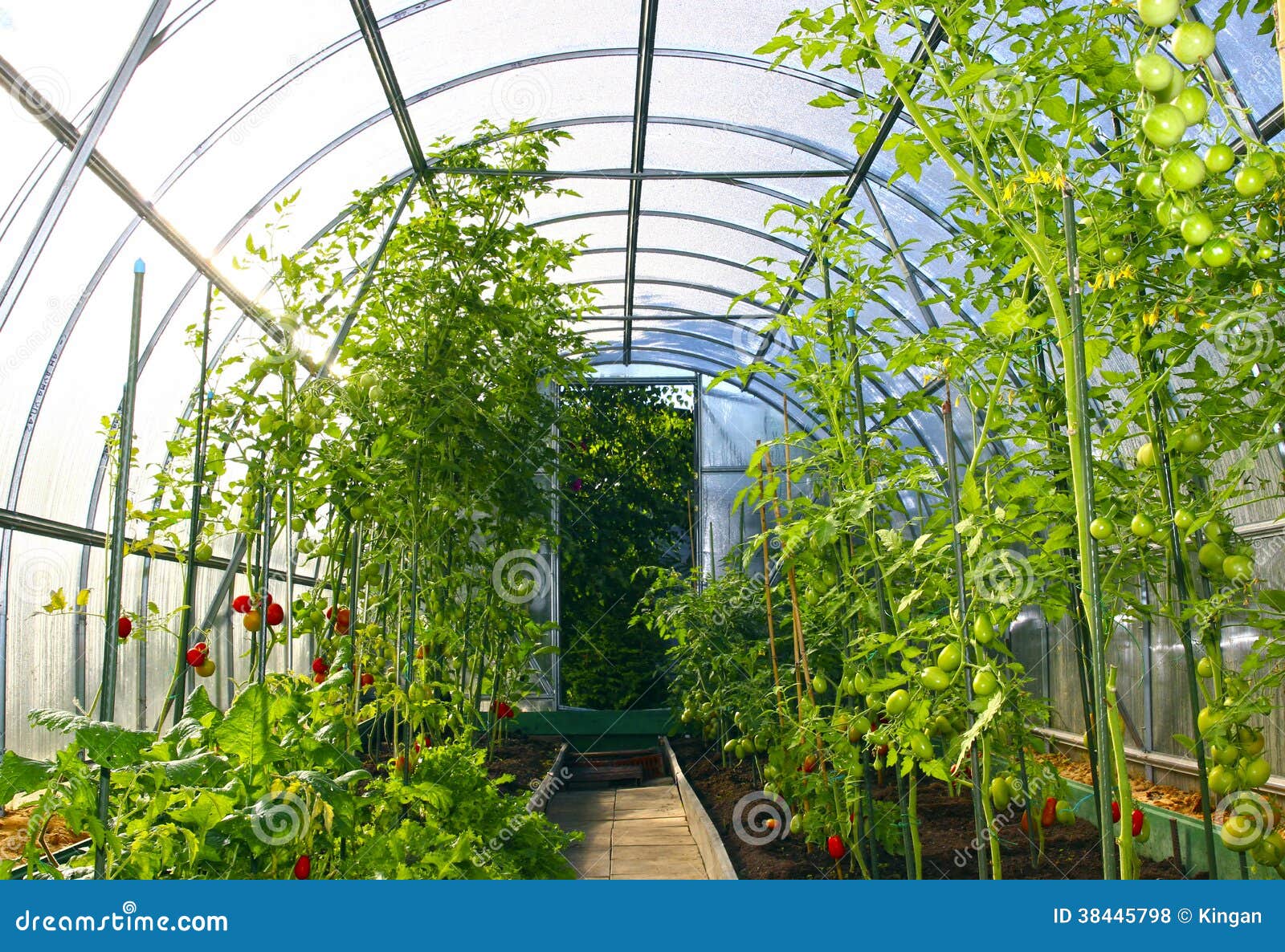 Vegetable Greenhouses Made of Transparent Polycarbonate Stock Photo ...