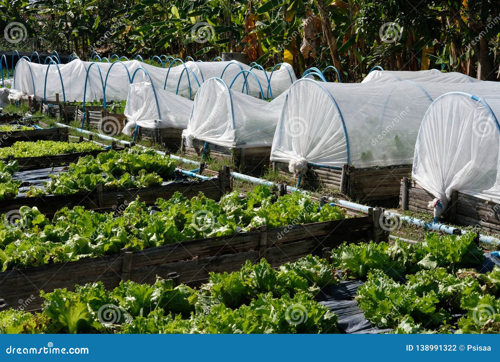 Vegetable grow in net stock photo. Image of food, nature - 138991322