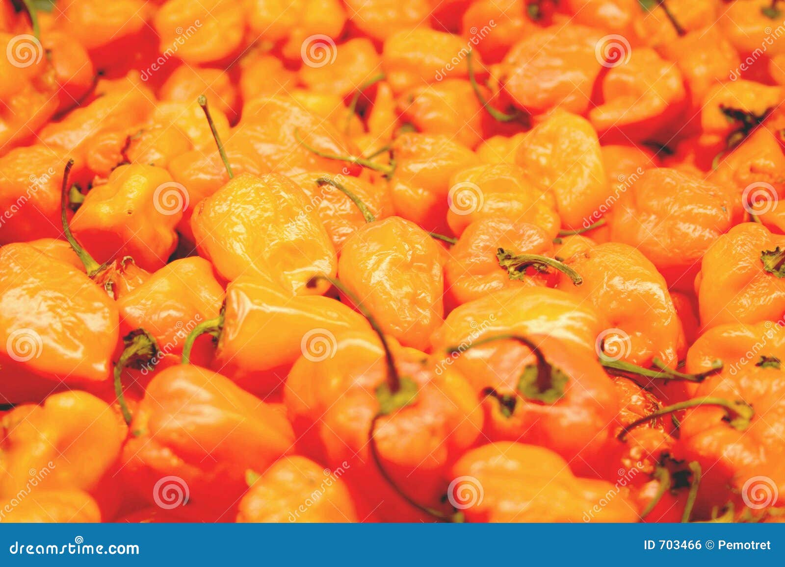 Vegetable - Habanera Pepper Stock Photo - Image of diet, habanera: 703466