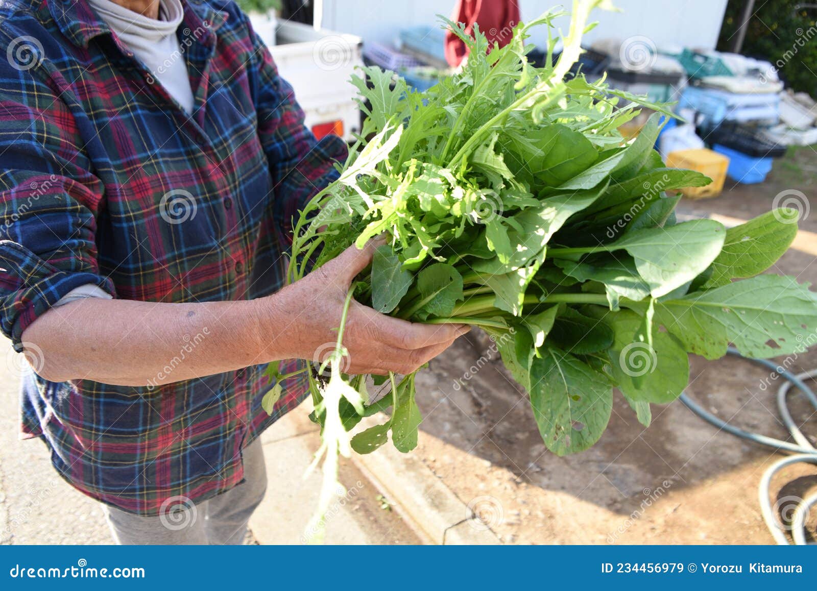 Vegetable Harvesting and Preparation for Shipping. Stock Image - Image ...