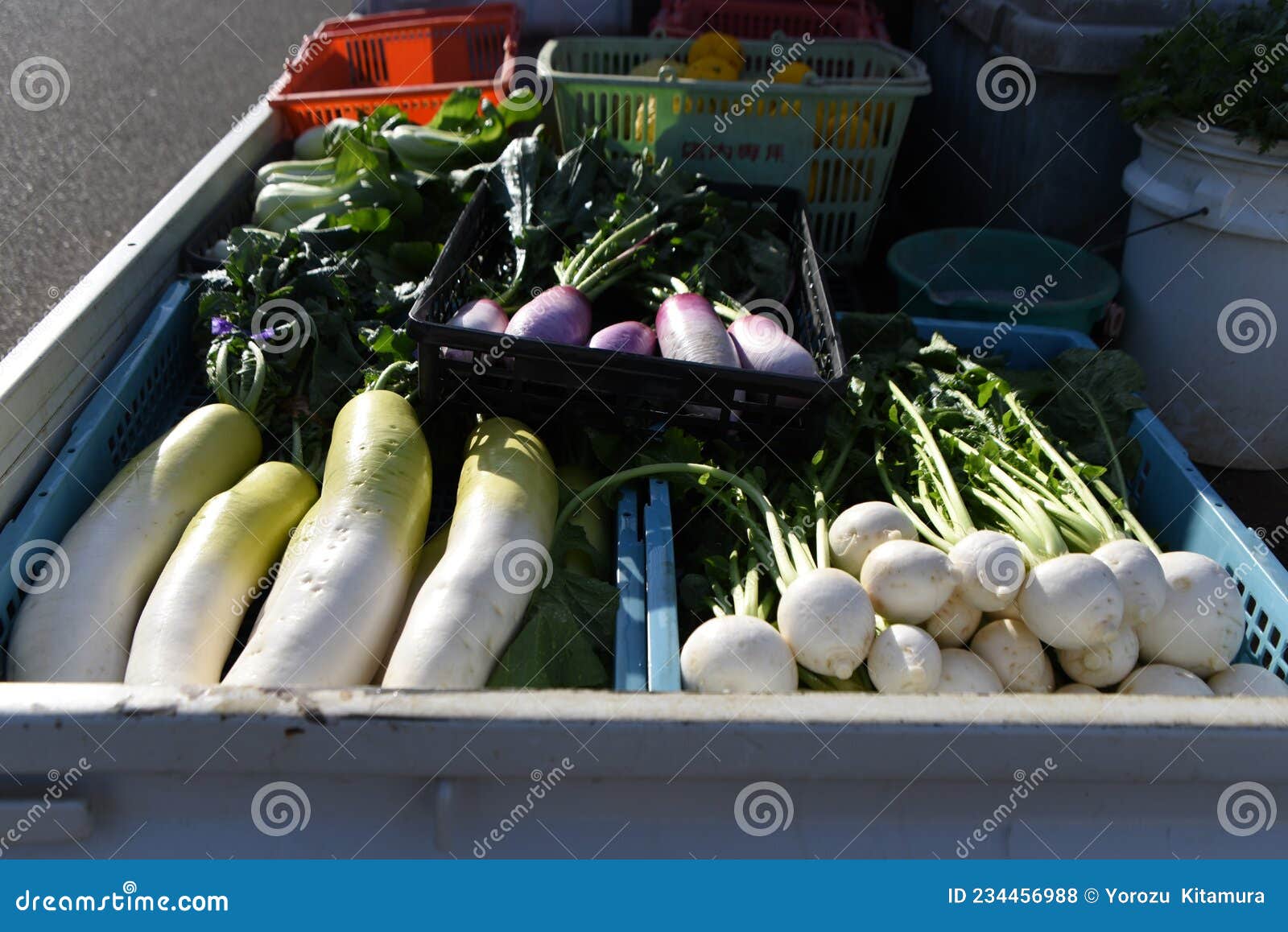 Vegetable Harvesting and Preparation for Shipping. Stock Photo - Image ...