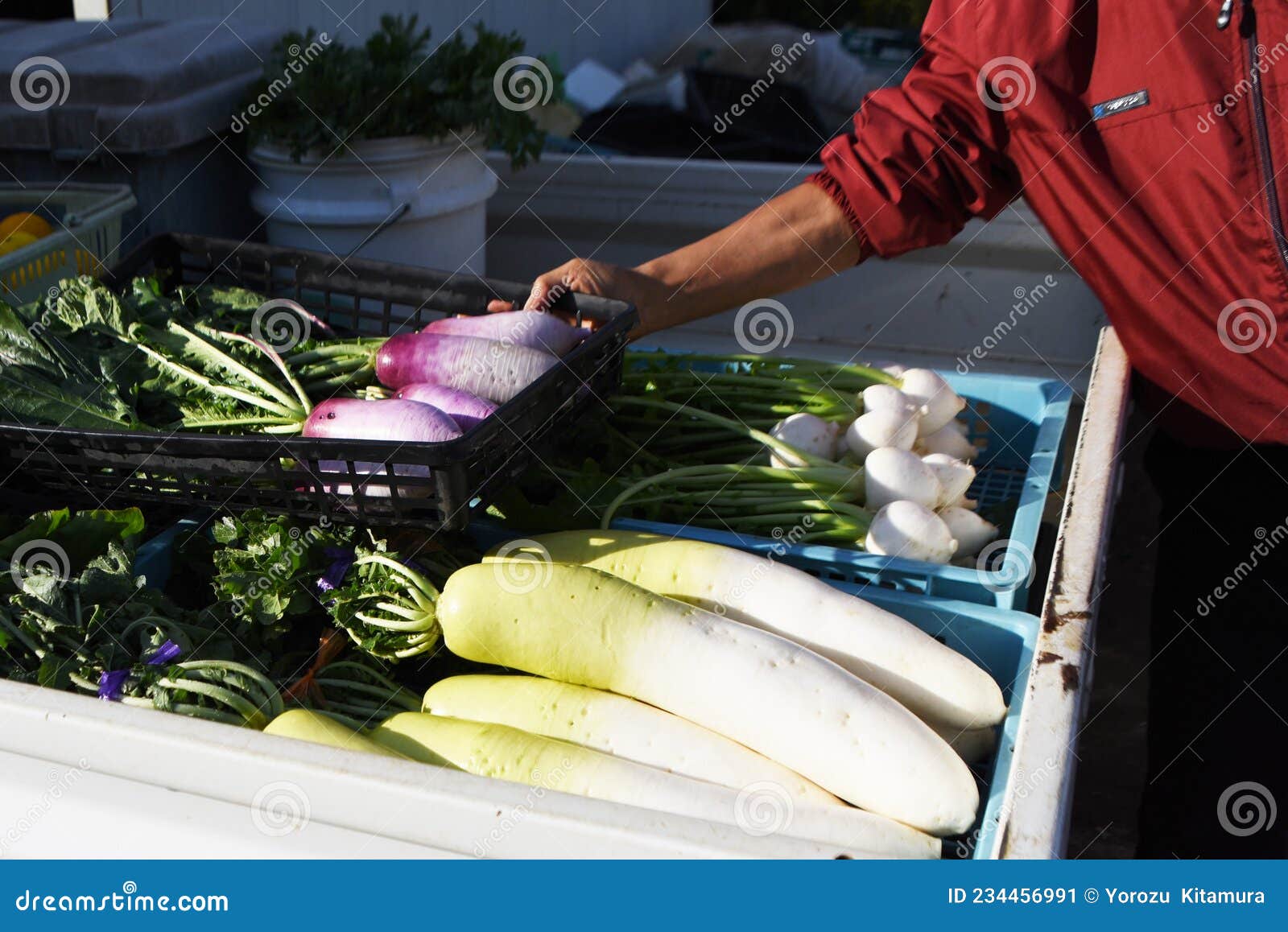 Vegetable Harvesting and Preparation for Shipping. Stock Image - Image ...