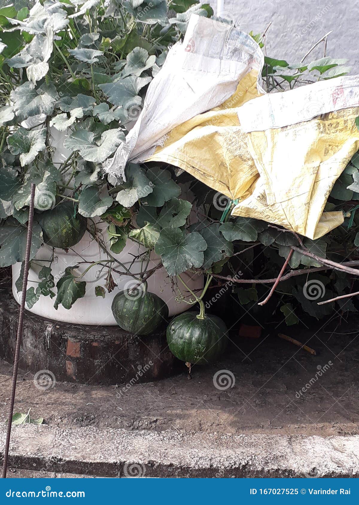 Vegetable home jagraon stock image. Image of india, jagraon - 167027525