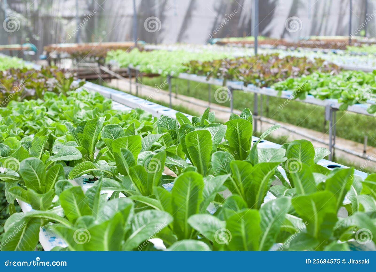 Vegetable house stock image. Image of clean, hydroponics - 25684575