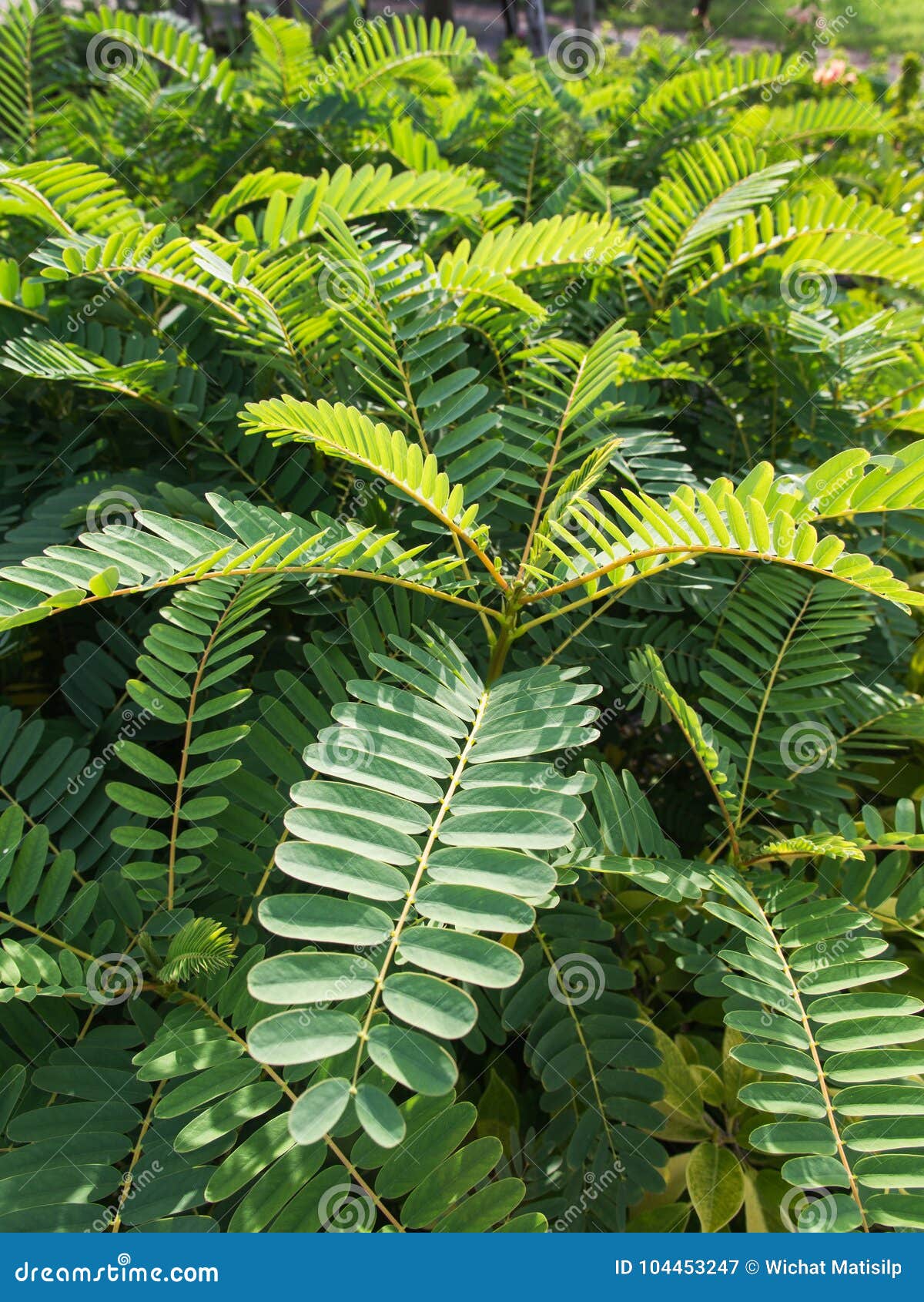 Vegetable Hummingbird Also Called Sesbania Grandiflora, Hummingbird ...