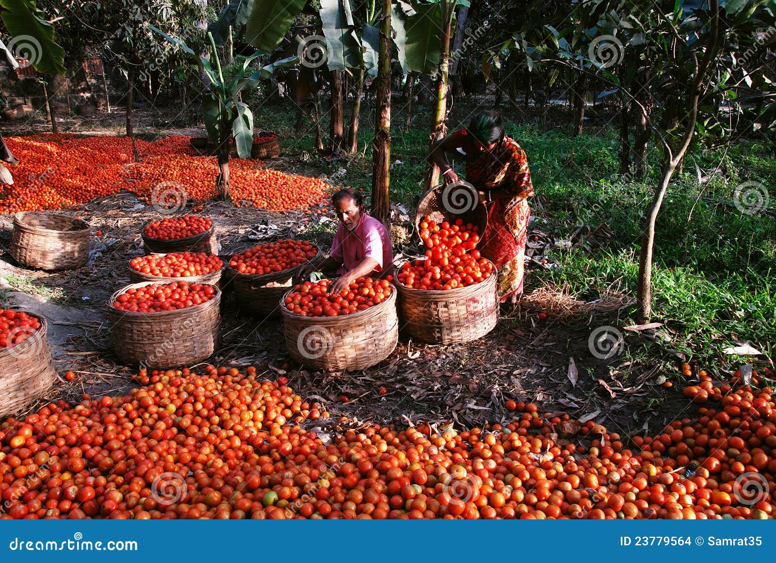 Farmer Sorting Carrot Harvest Stock Photo | CartoonDealer.com #60371682