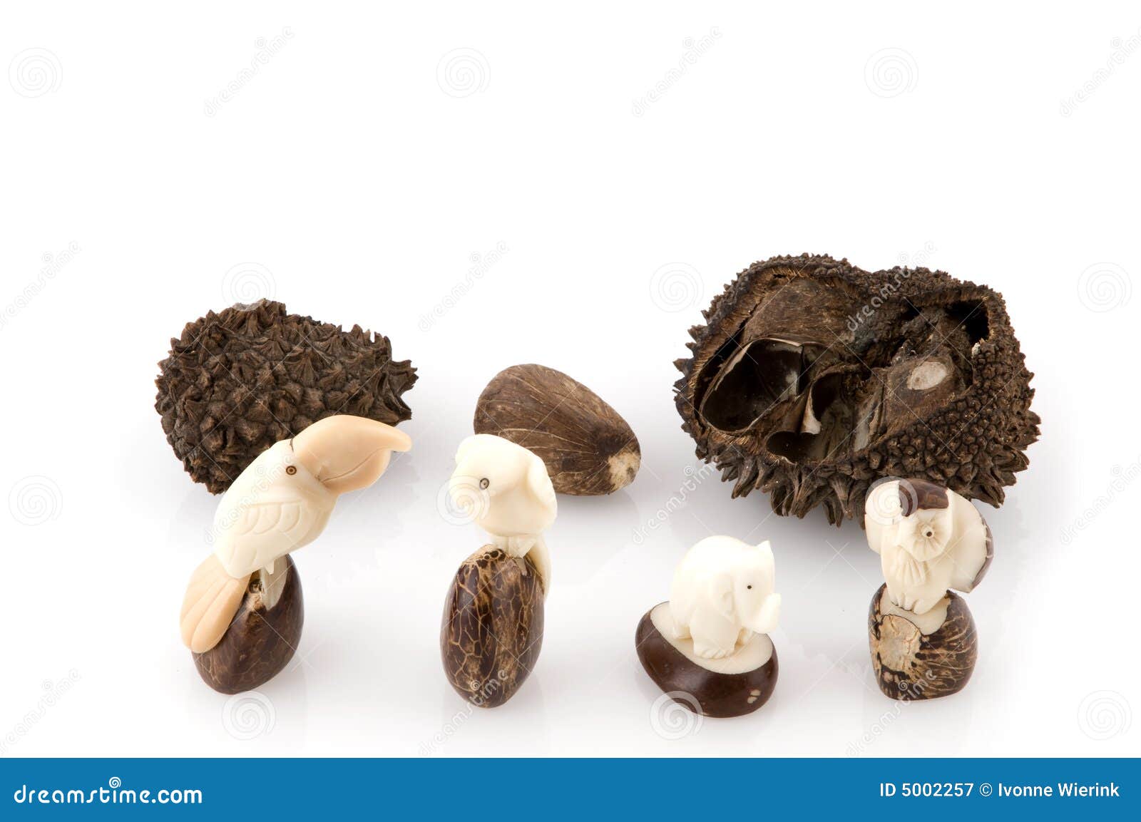 Vegetable Ivory stock image. Image of aequatorialis, nature - 5002257