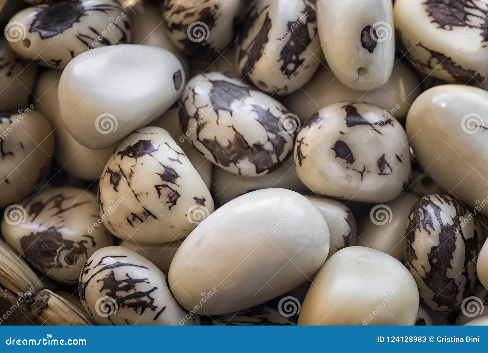 Vegetable Ivory, Tagua Nuts Phytelephas Macrocarpa. Processed Stock ...