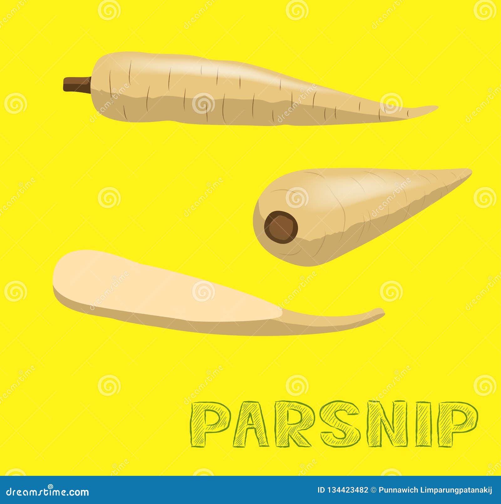 Vegetable Kind Parsnip Vector Illustration Stock Vector - Illustration ...