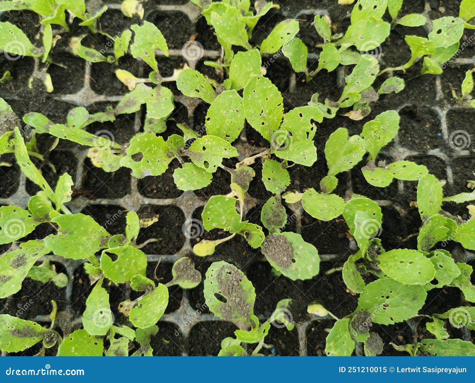Vegetable Leaf Seedling Damage from Flea Beetle Stock Image - Image of ...