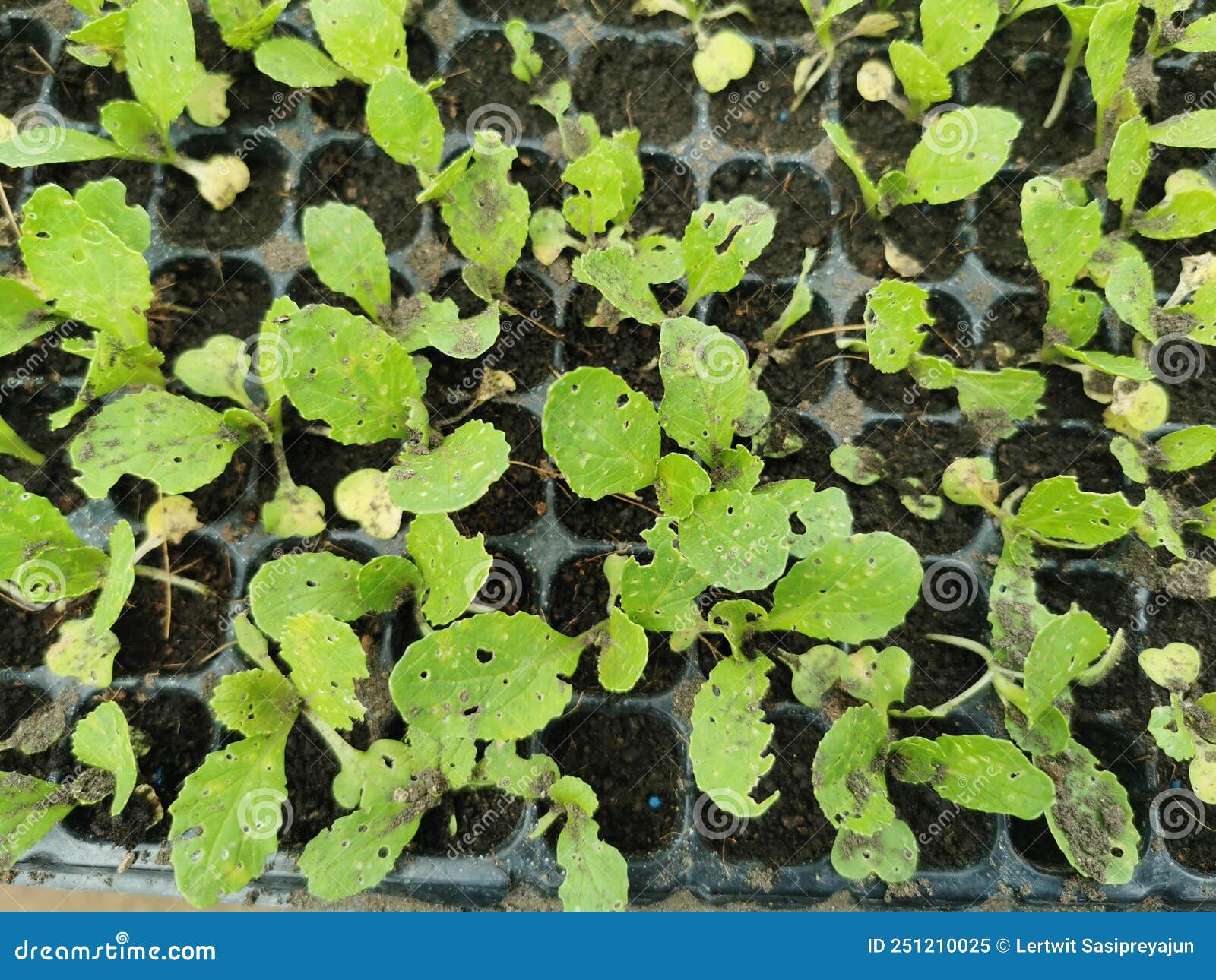 Vegetable Leaf Seedling Damage from Flea Beetle Stock Image - Image of ...