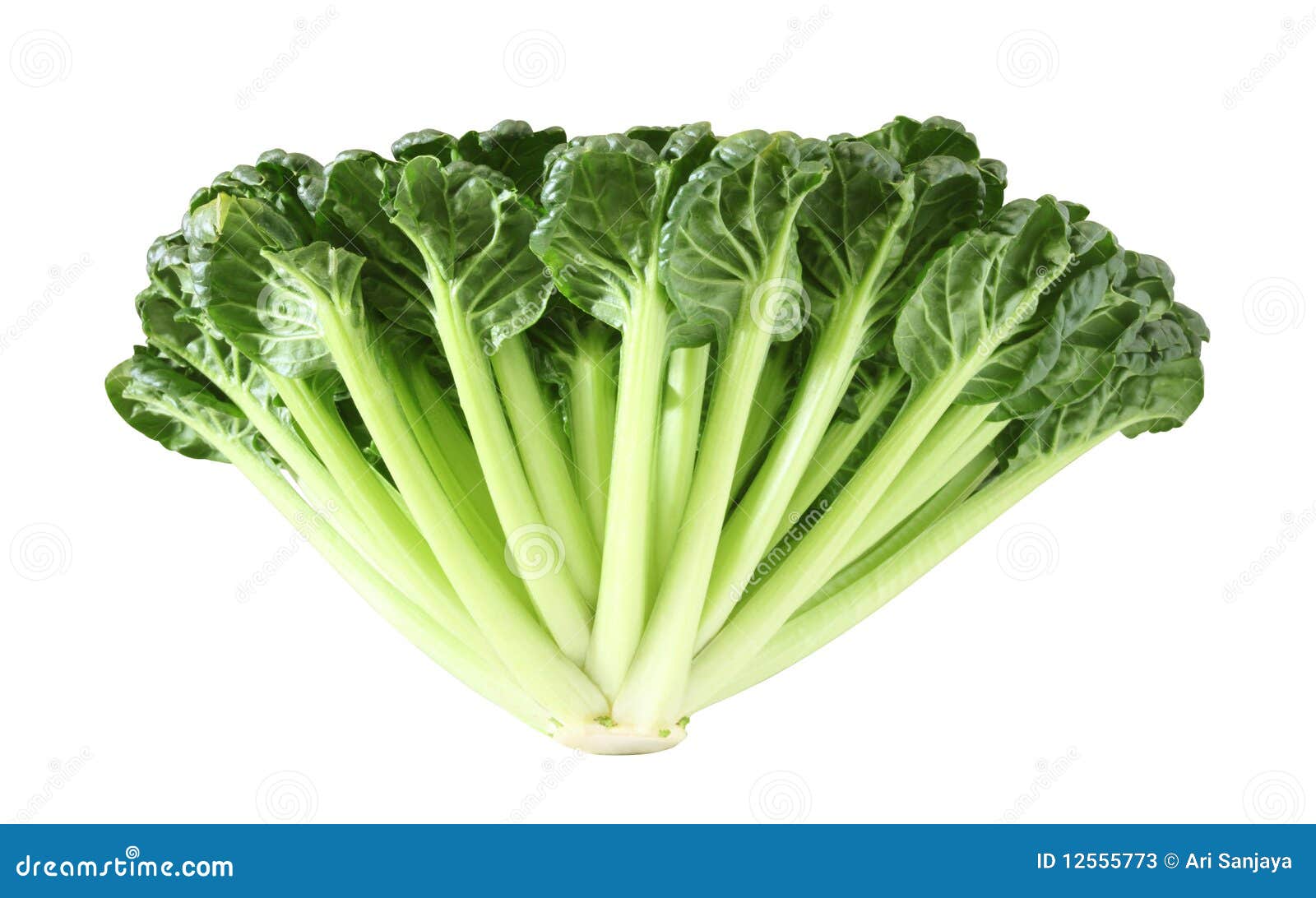 Vegetable leaves stock image. Image of spices, vegetable - 12555773