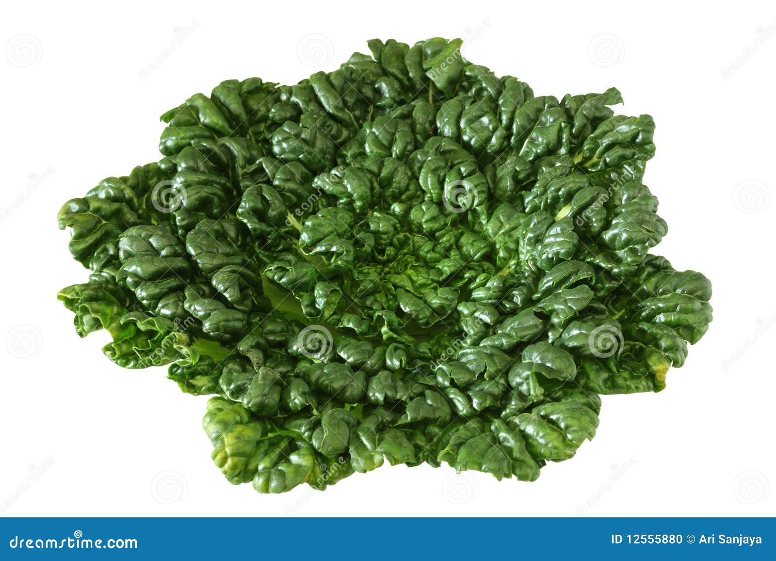 Vegetable leaves stock photo. Image of diet, spices, meal - 12555880