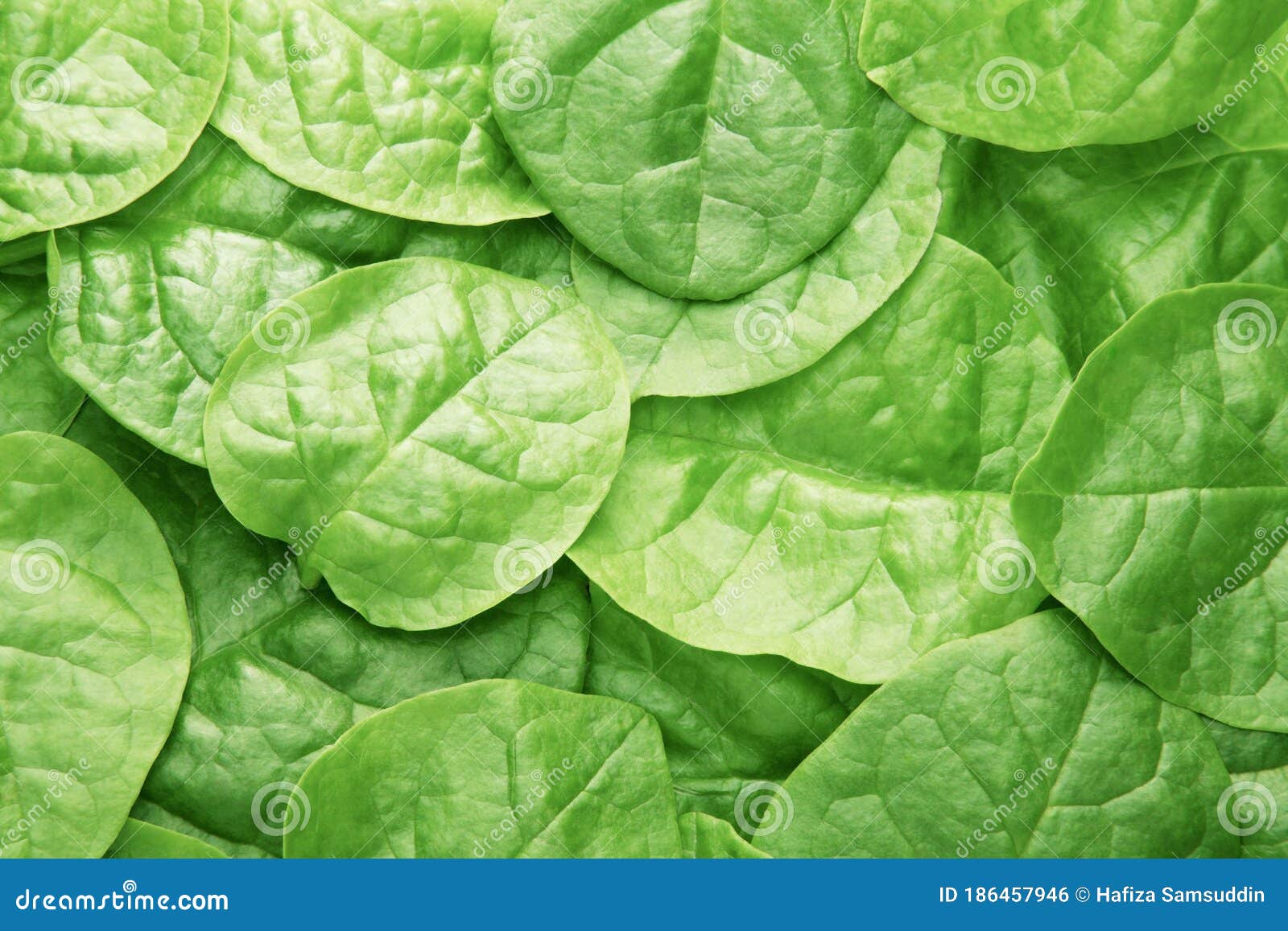 Vegetable leaves stock photo. Image of tree, leaf, bloom - 186457946