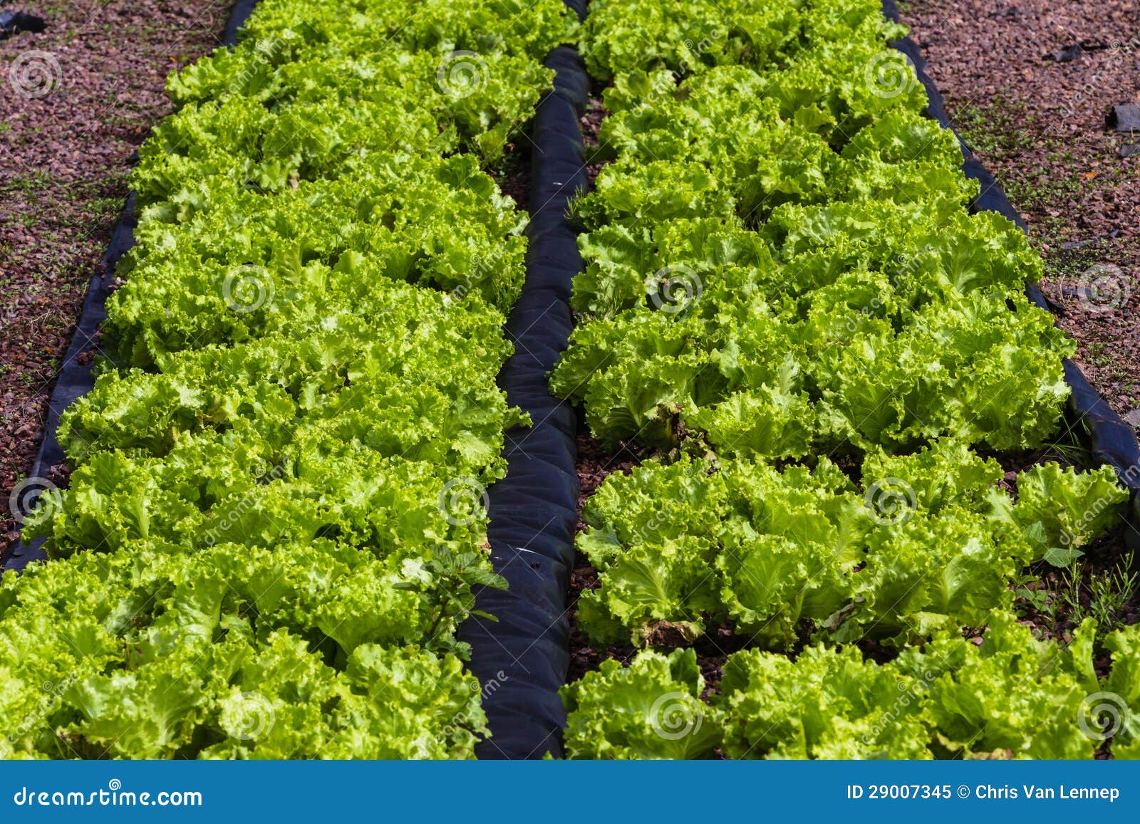 Vegetable Lettuce Crop stock image. Image of plants, hydroponics - 29007345