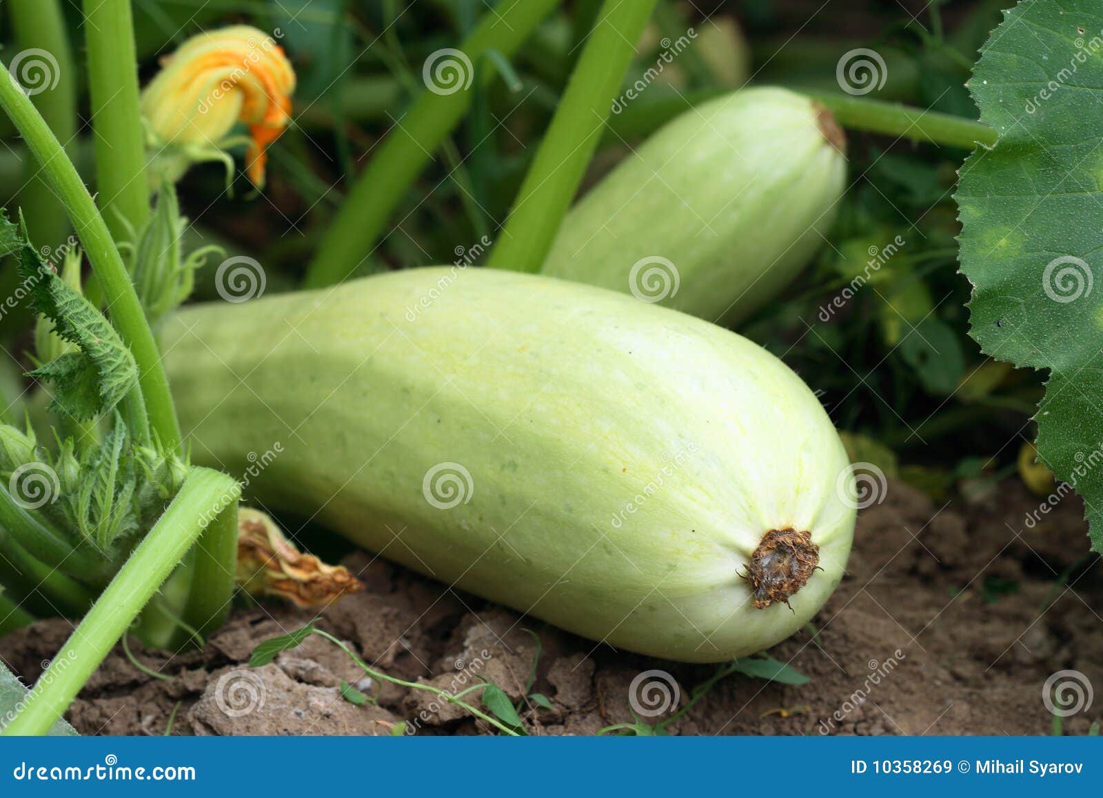 Vegetable marrow stock image. Image of vitamin, market - 10358269