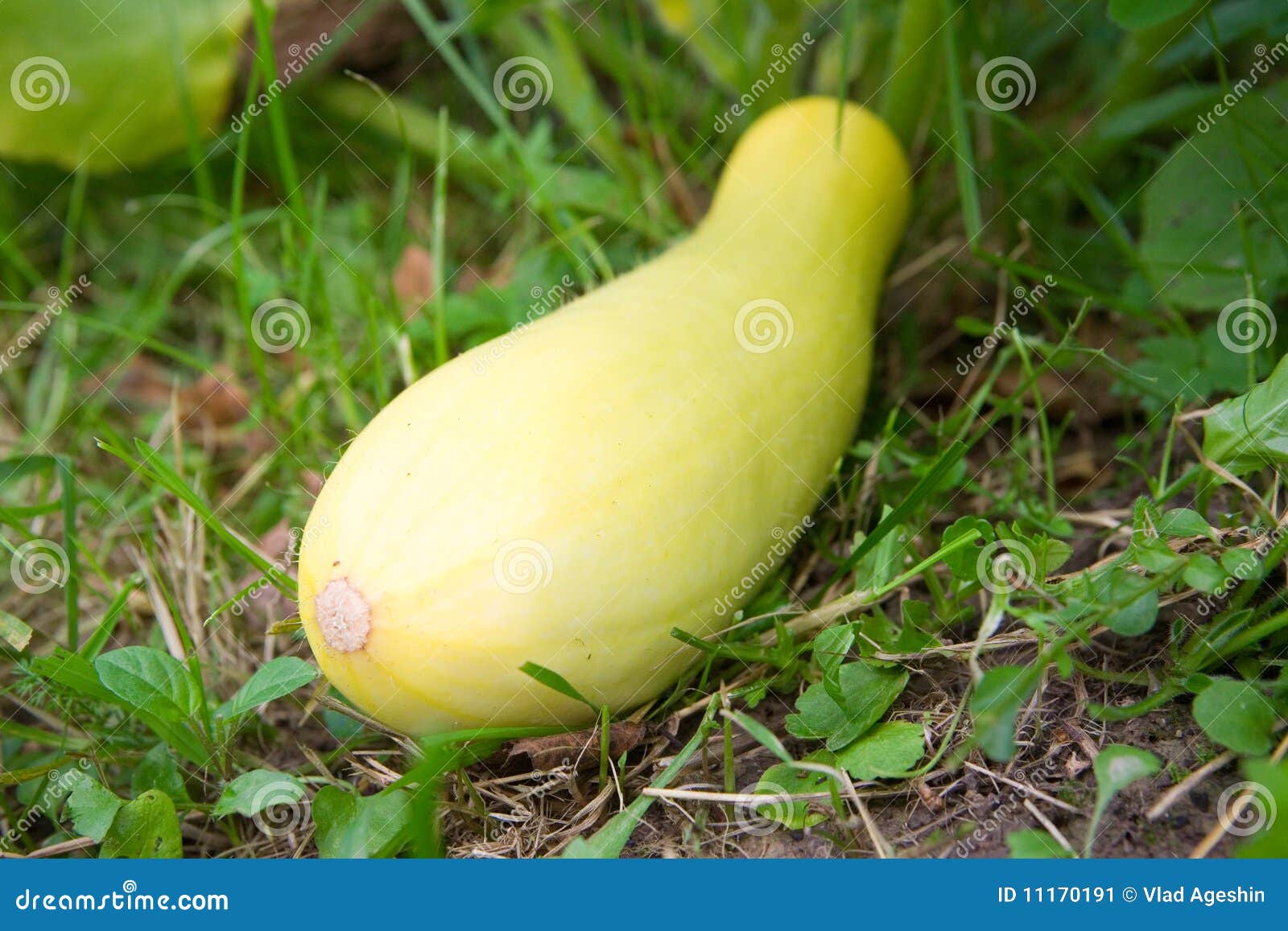 Vegetable marrow stock image. Image of soil, green, organic - 11170191