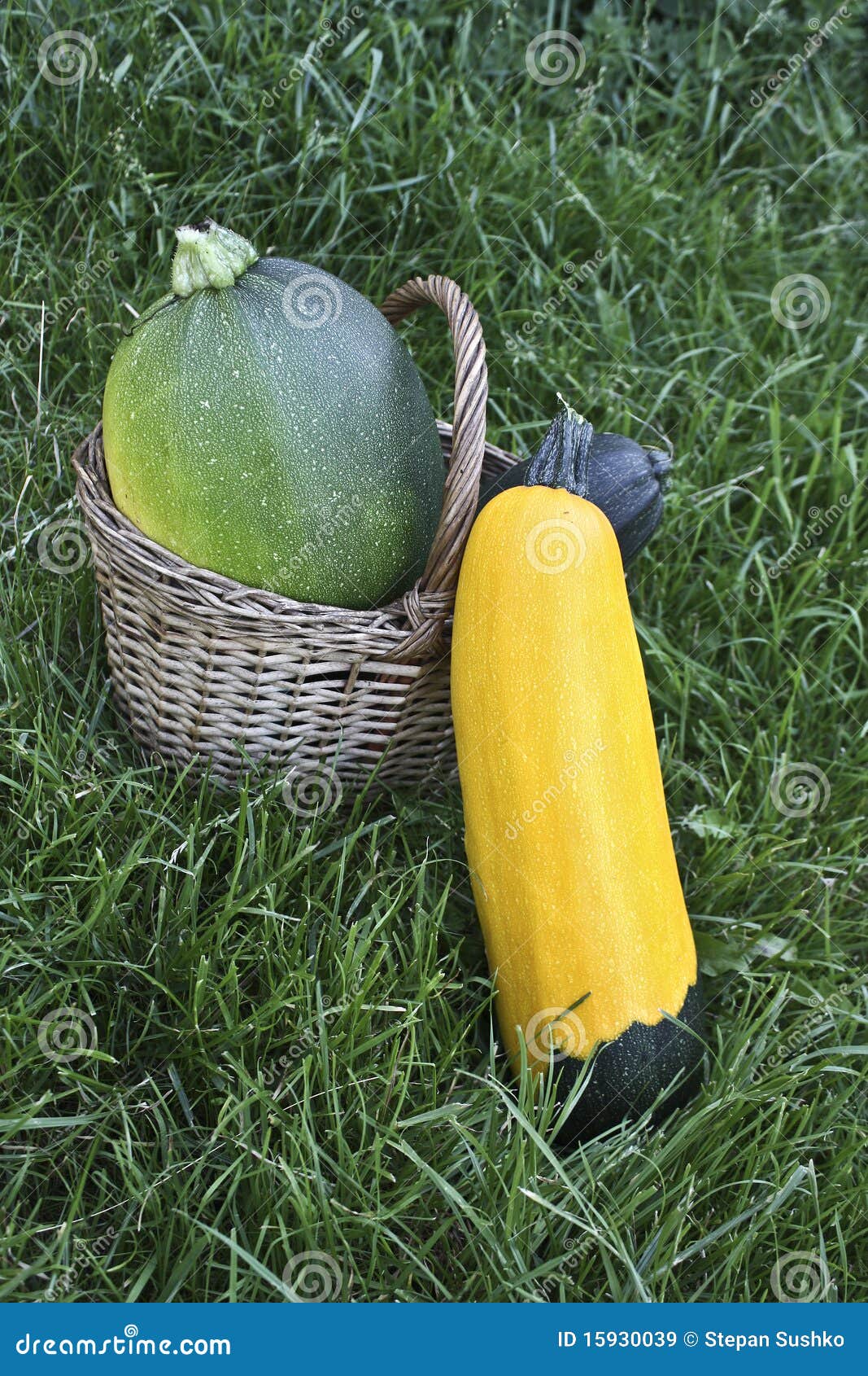 Vegetable marrow stock image. Image of grass, coloured - 15930039