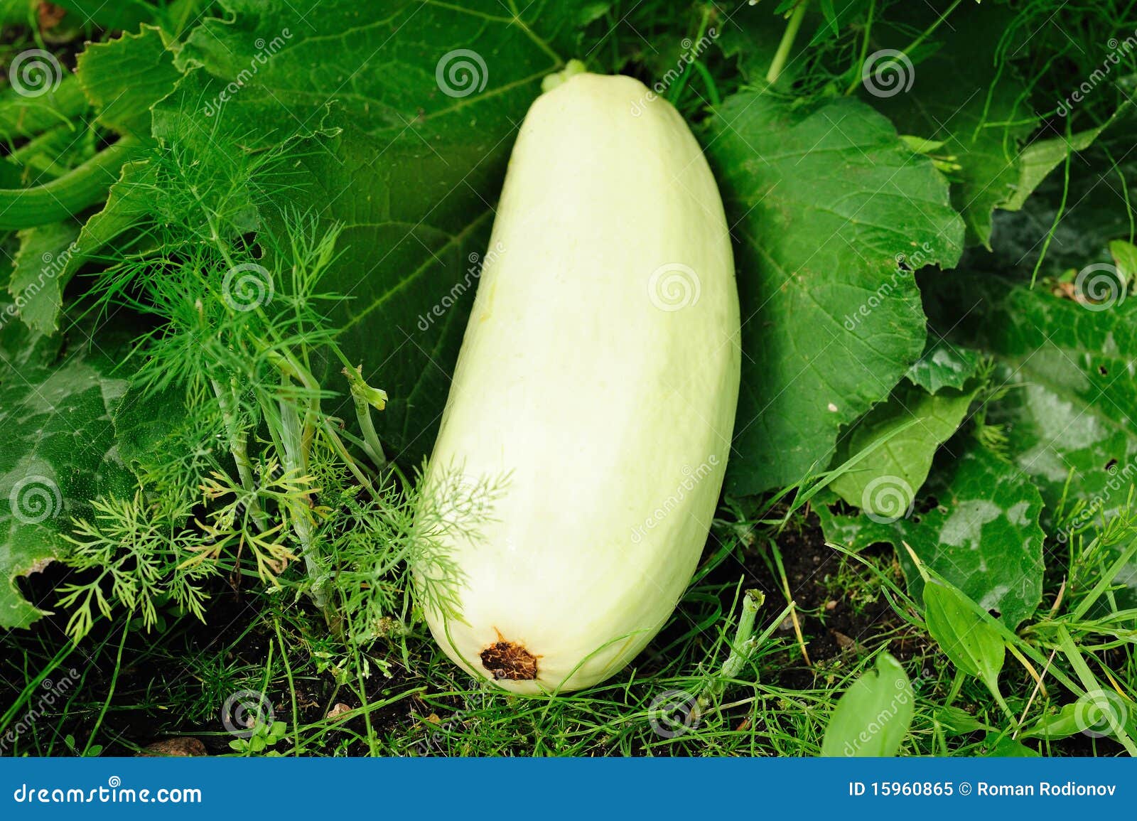 Vegetable marrow stock image. Image of natural, tasty - 15960865