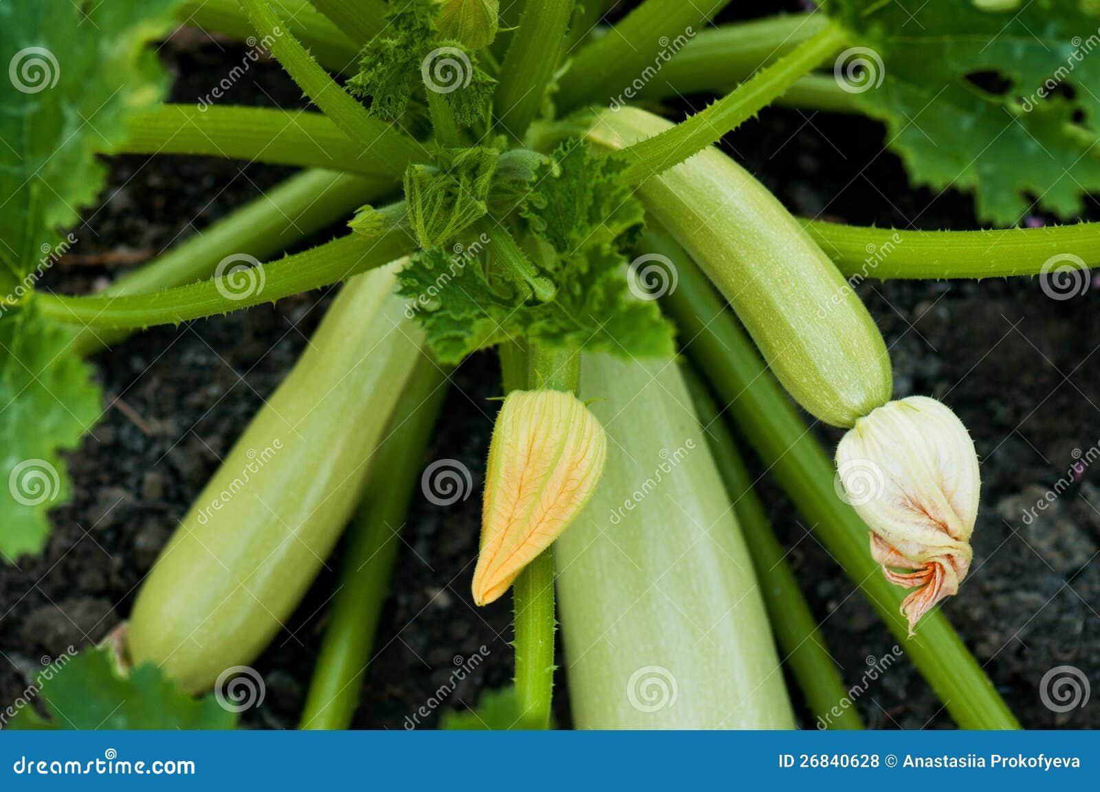 Vegetable marrow stock photo. Image of kitchen, eating - 26840628