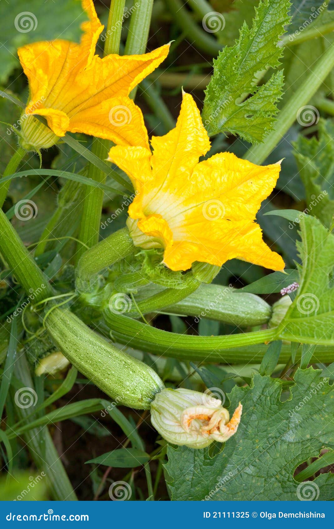 Vegetable Marrow with a Flower Stock Image - Image of rural ...