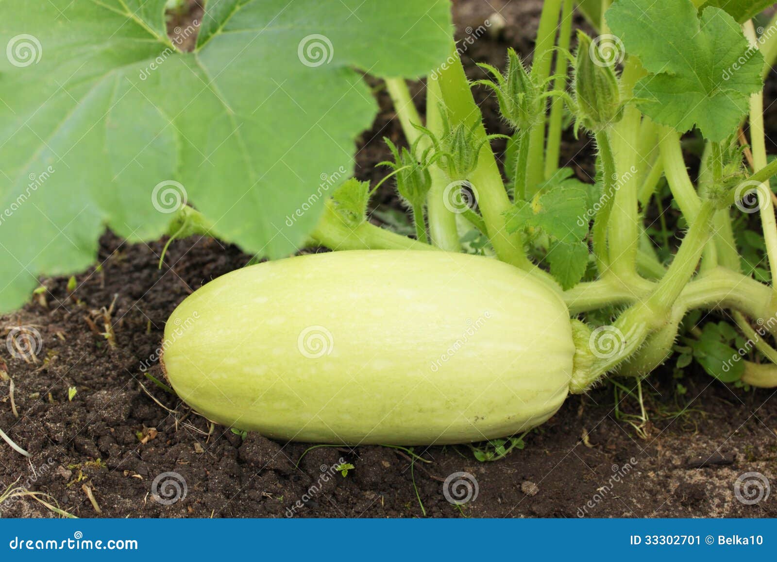 Vegetable marrow stock image. Image of fresh, growth - 33302701