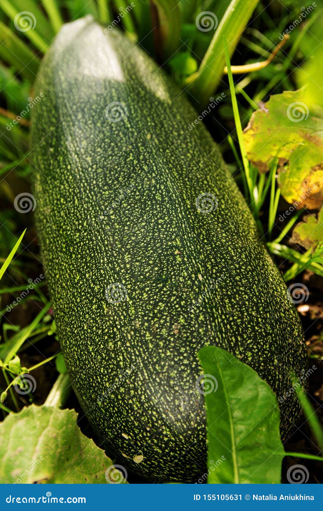 Vegetable Marrow Grows in a Garden Stock Image - Image of ecofriendly ...