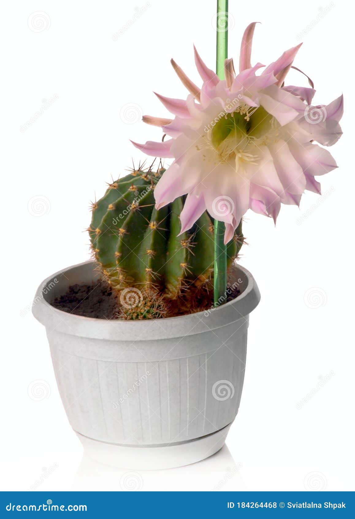 Vegetable Marrow Squash with Flower and Green Leaves Isolated on a ...