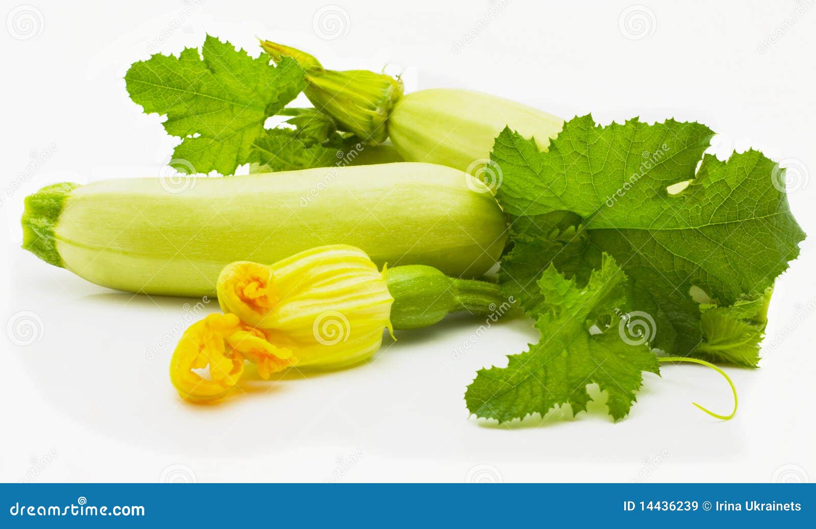 Vegetable marrows stock image. Image of green, marrow - 14436239