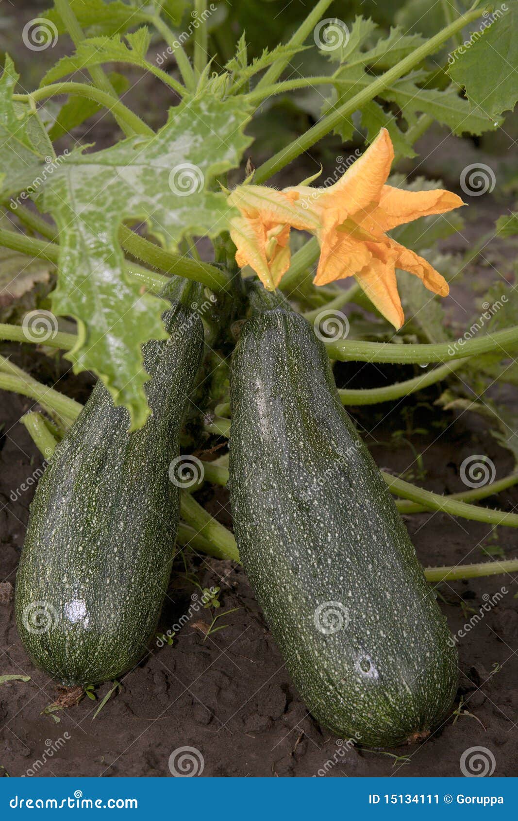 Vegetable marrows stock image. Image of food, season - 15134111