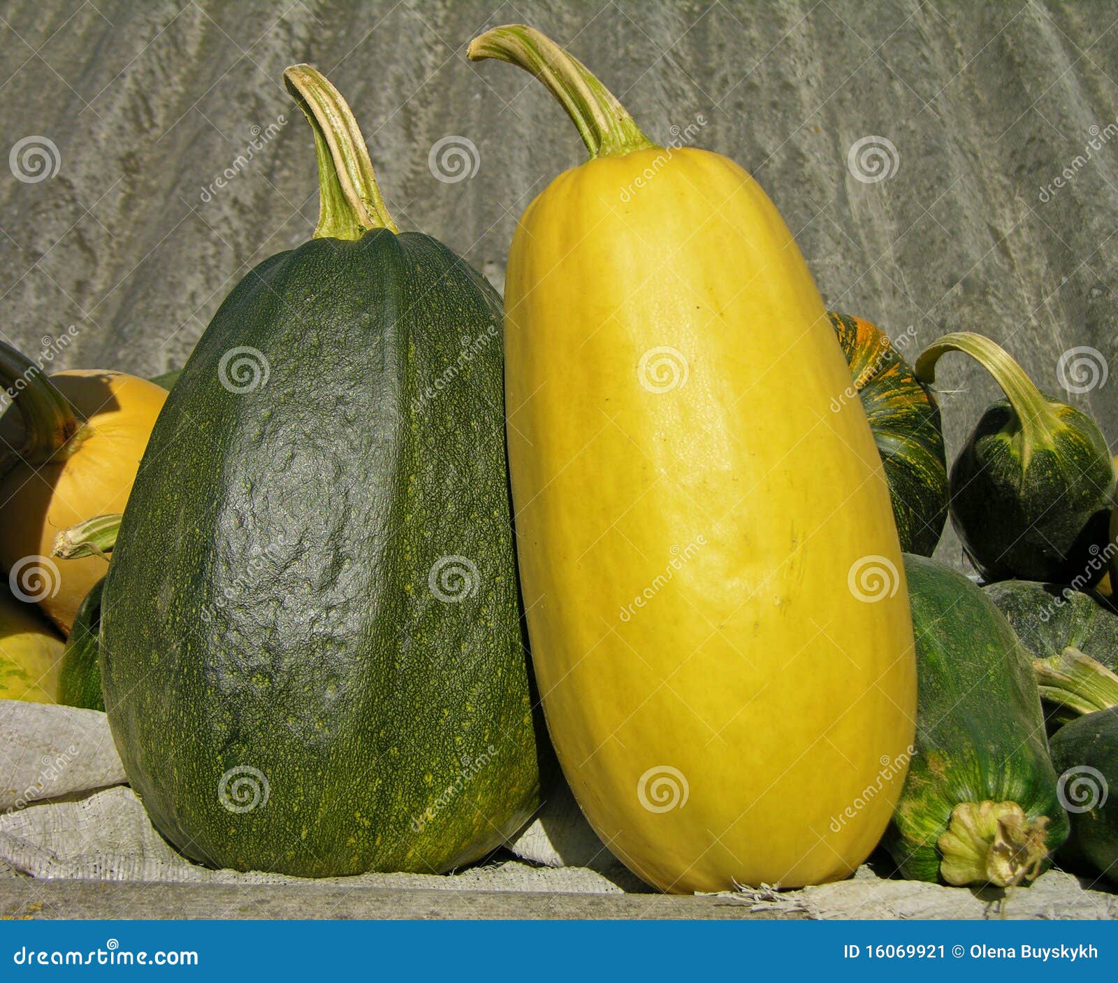 Vegetable marrows stock image. Image of grow, object - 16069921
