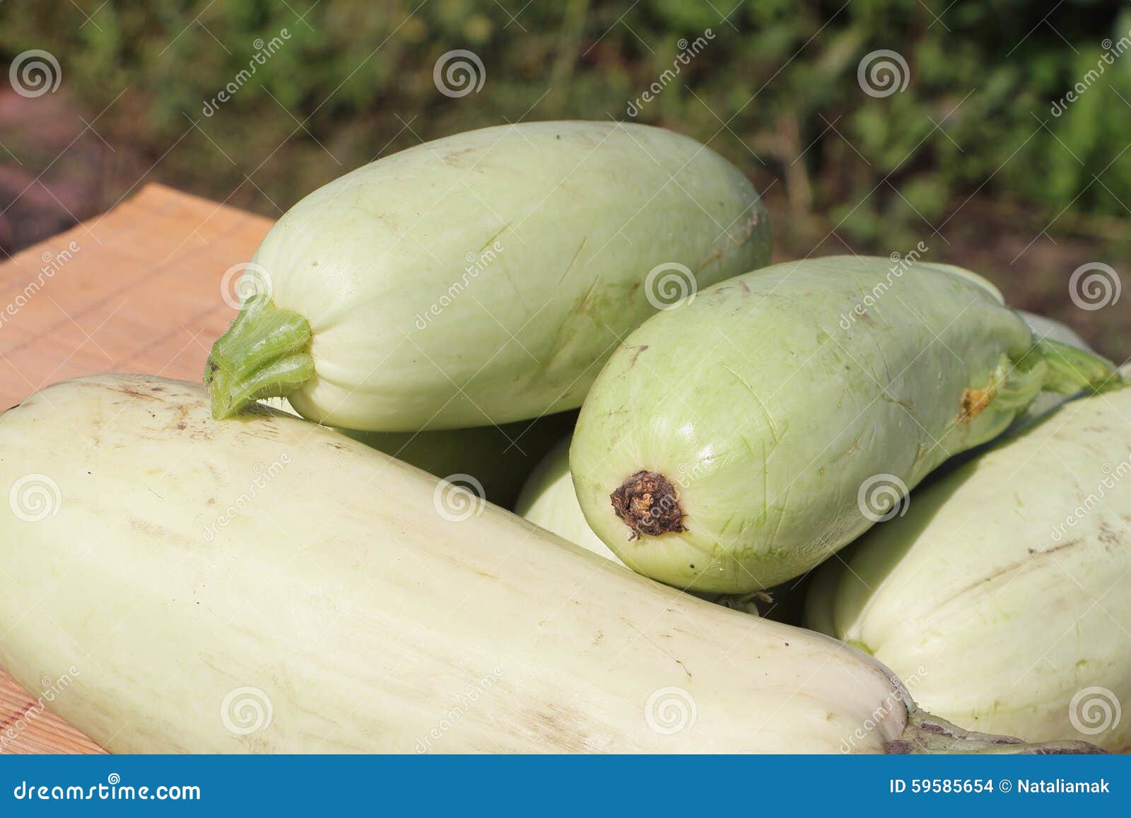Vegetable Marrows Lying in a Garden Stock Photo - Image of provisions ...