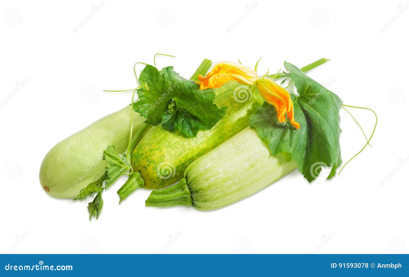 Vegetable Marrows and Stalk with Leaves, Tendrils and Flowers Stock ...