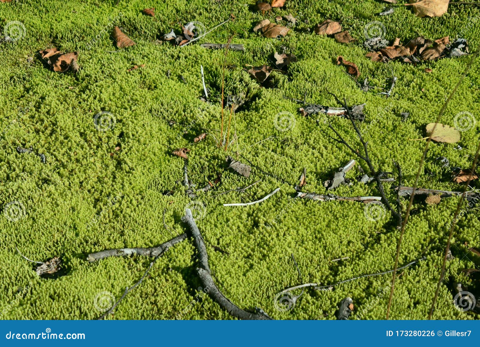 Vegetable Moss on the Ground of the Canadian Forest Stock Photo - Image ...