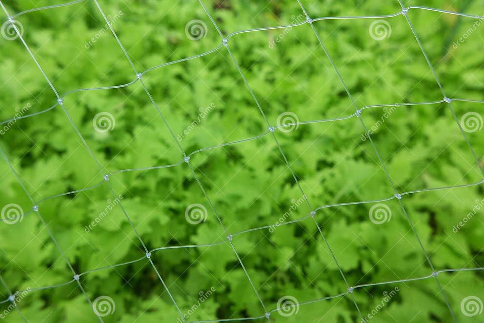 Vegetable net. stock image. Image of plastic, agricultural - 46157101