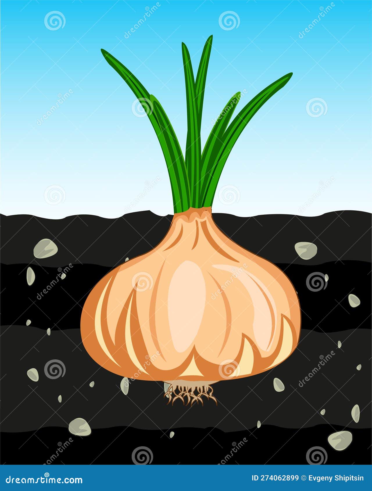 Vegetable Onion in Fertile Ground Type in Cut Stock Vector ...
