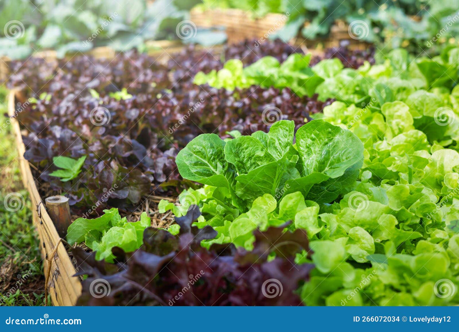 Vegetable in Organic Farm Field Stock Photo - Image of green, dirt ...