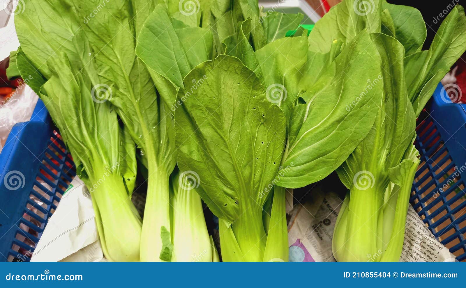 Vegetable pakcoy fresh stock photo. Image of fresh, salad - 210855404