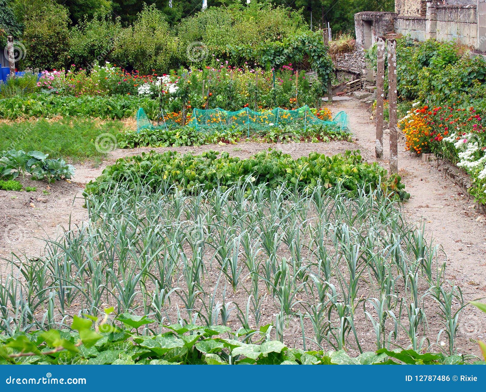Vegetable patch stock photo. Image of natural, farm, flowers - 12787486